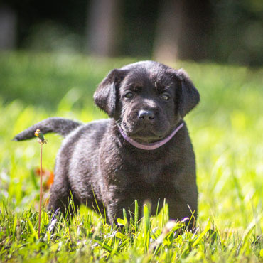 Sweet T Labs | Missouri Labrador Retrievers